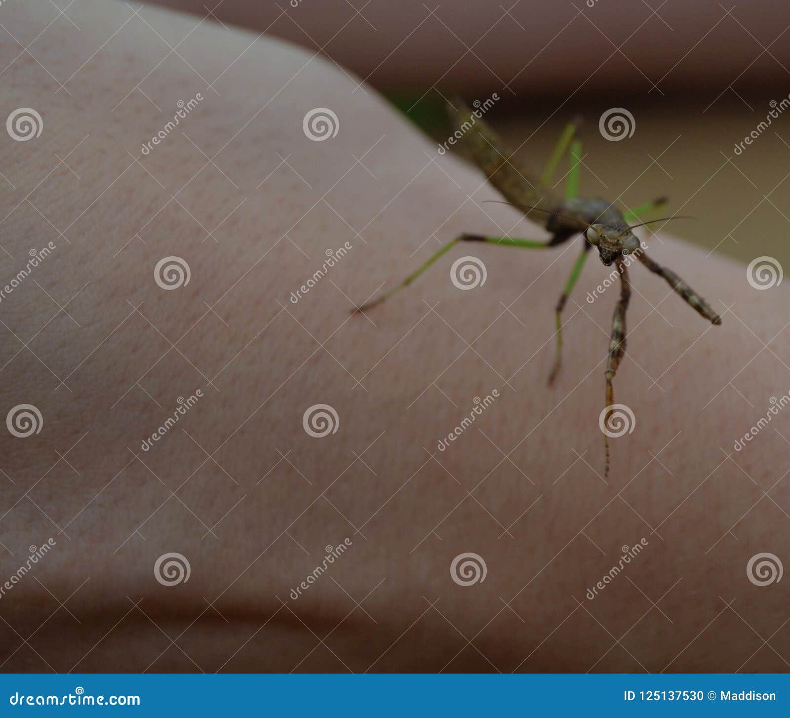 Kung-fu mantis stock photo. Image of hand, mantis, kungfu - 125137530
