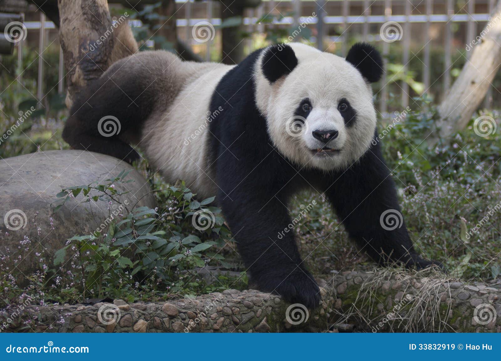 Kung Fu Panda stockbild. Bild von dumm, blicke, nantes - 33832919
