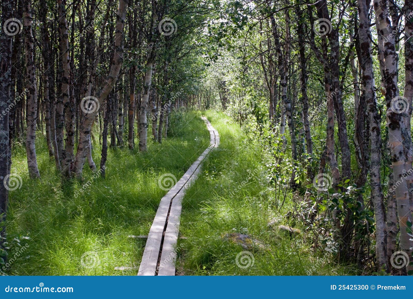 Kungsleden Footpath with Wooden Planks Stock Photo - Image of sweden ...