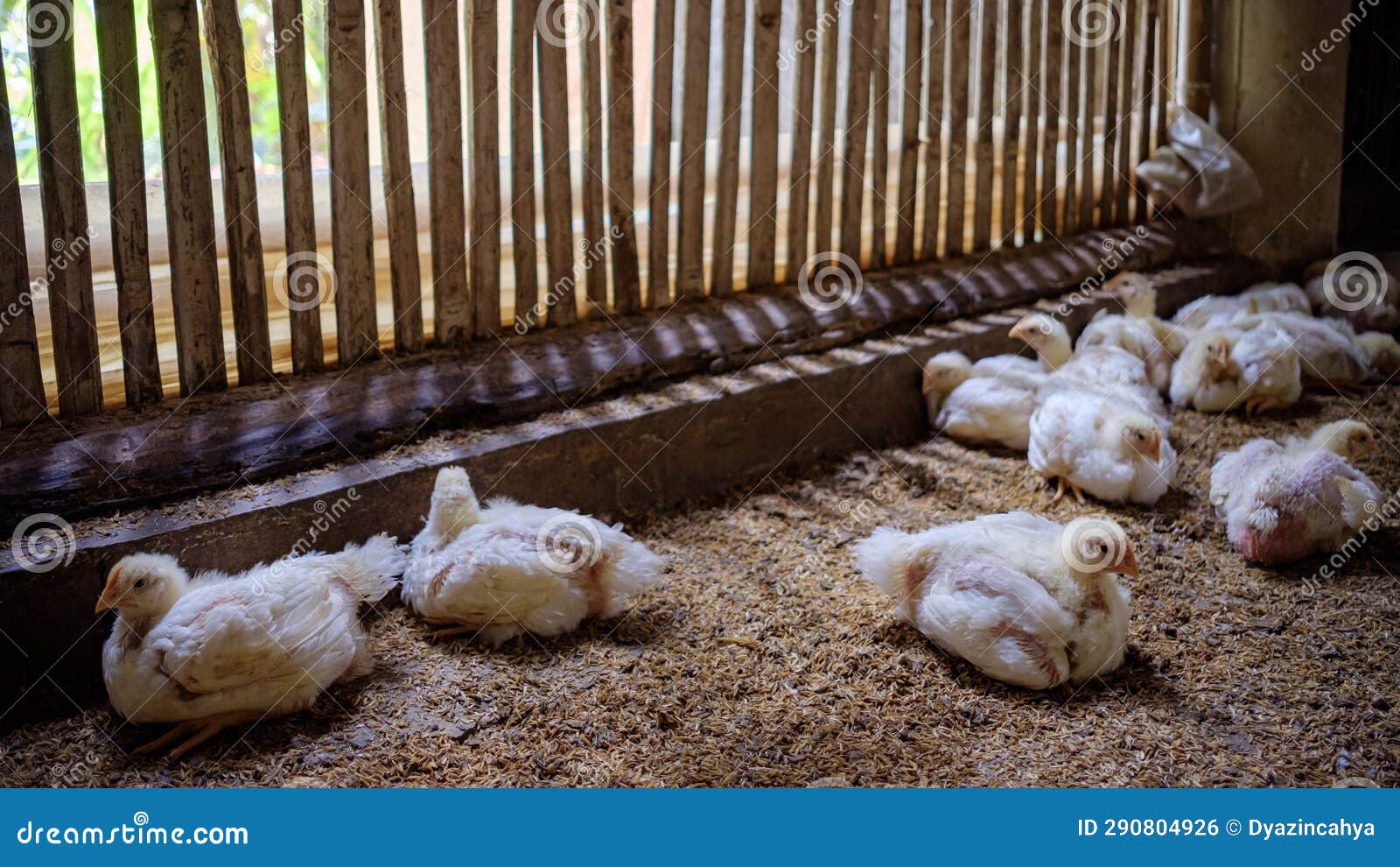 Chicken farm stock photo. Image of farm, wall, flooring - 290804926