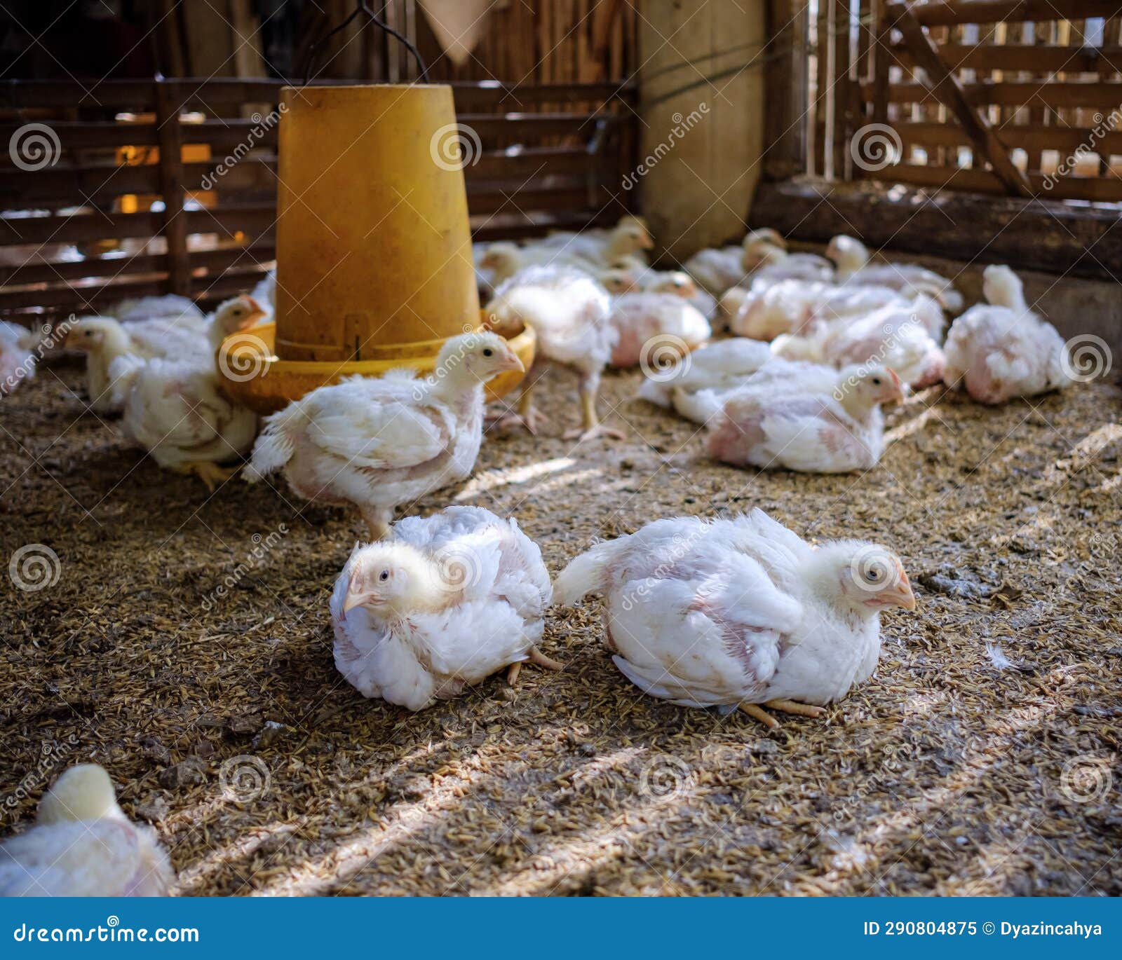 Chicken farm stock image. Image of agriculture, country - 290804875