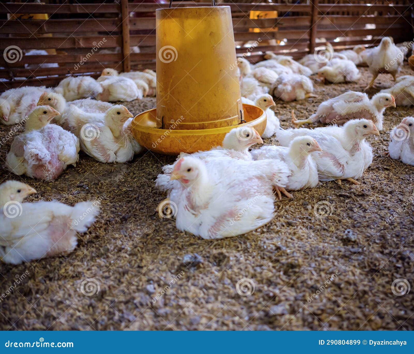 Chicken farm stock image. Image of feather, breeding - 290804899