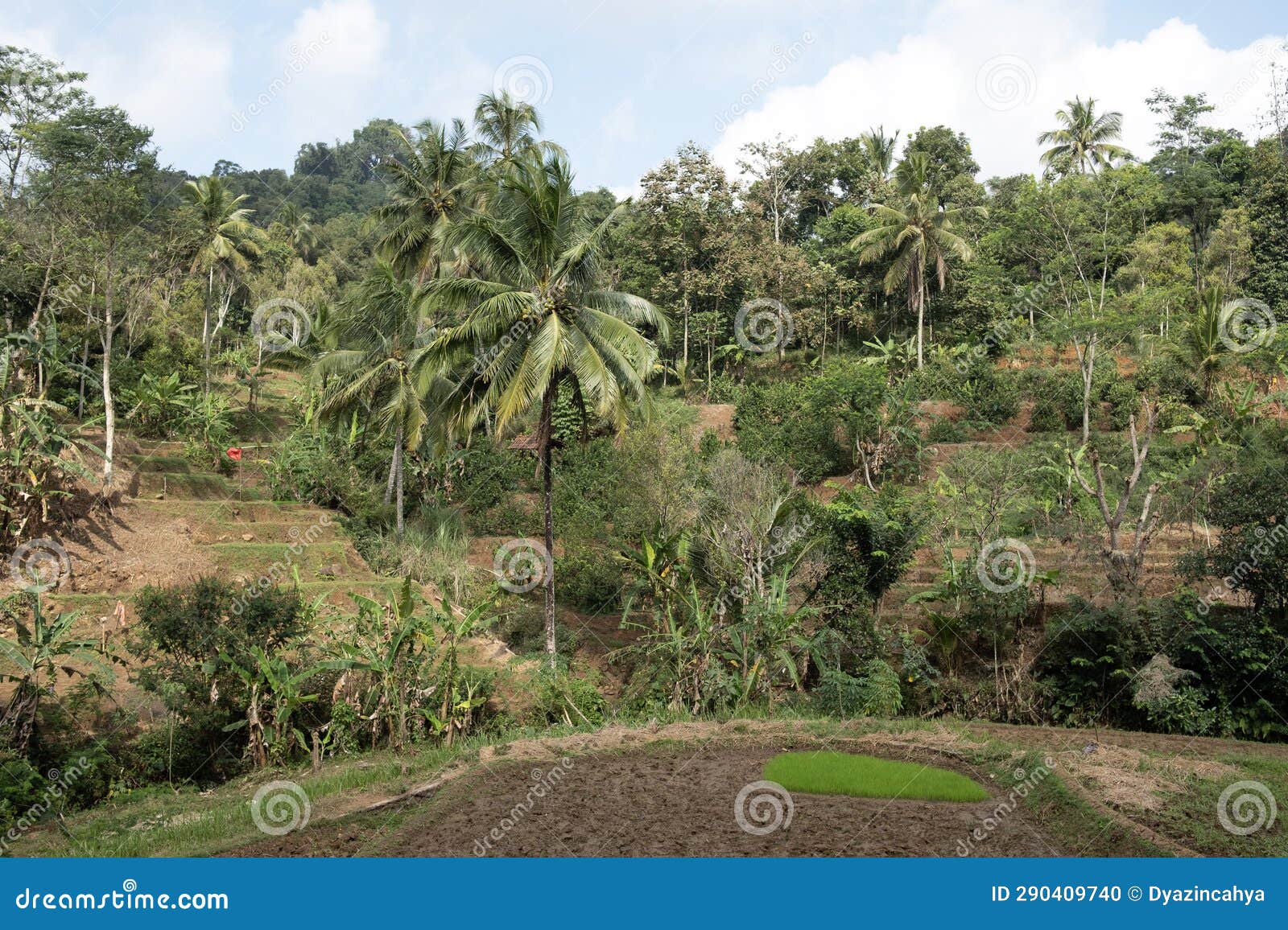 Kuningan west java stock photo. Image of green, harvest - 290409740