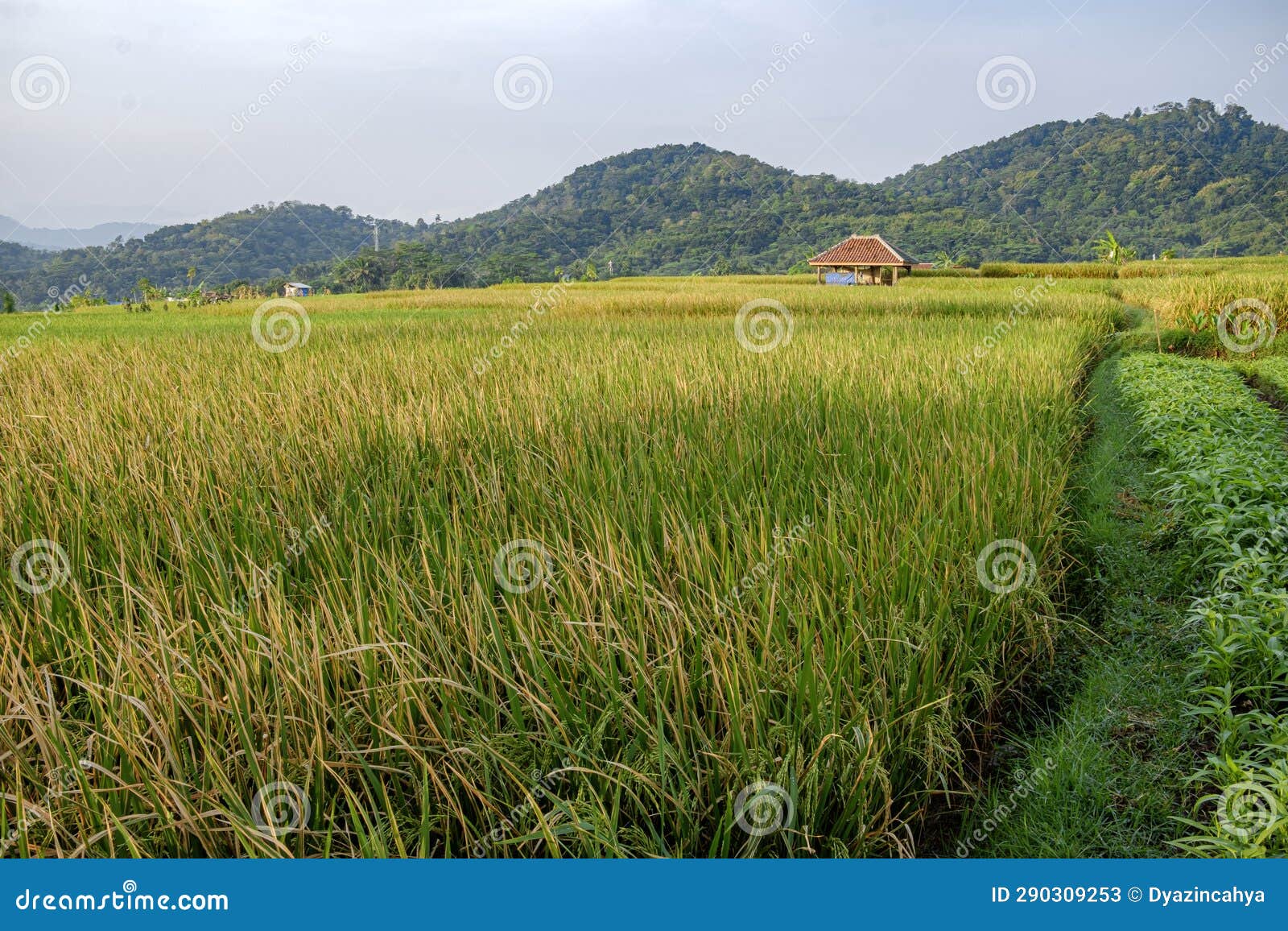 Kuningan west java stock image. Image of environment - 290309253