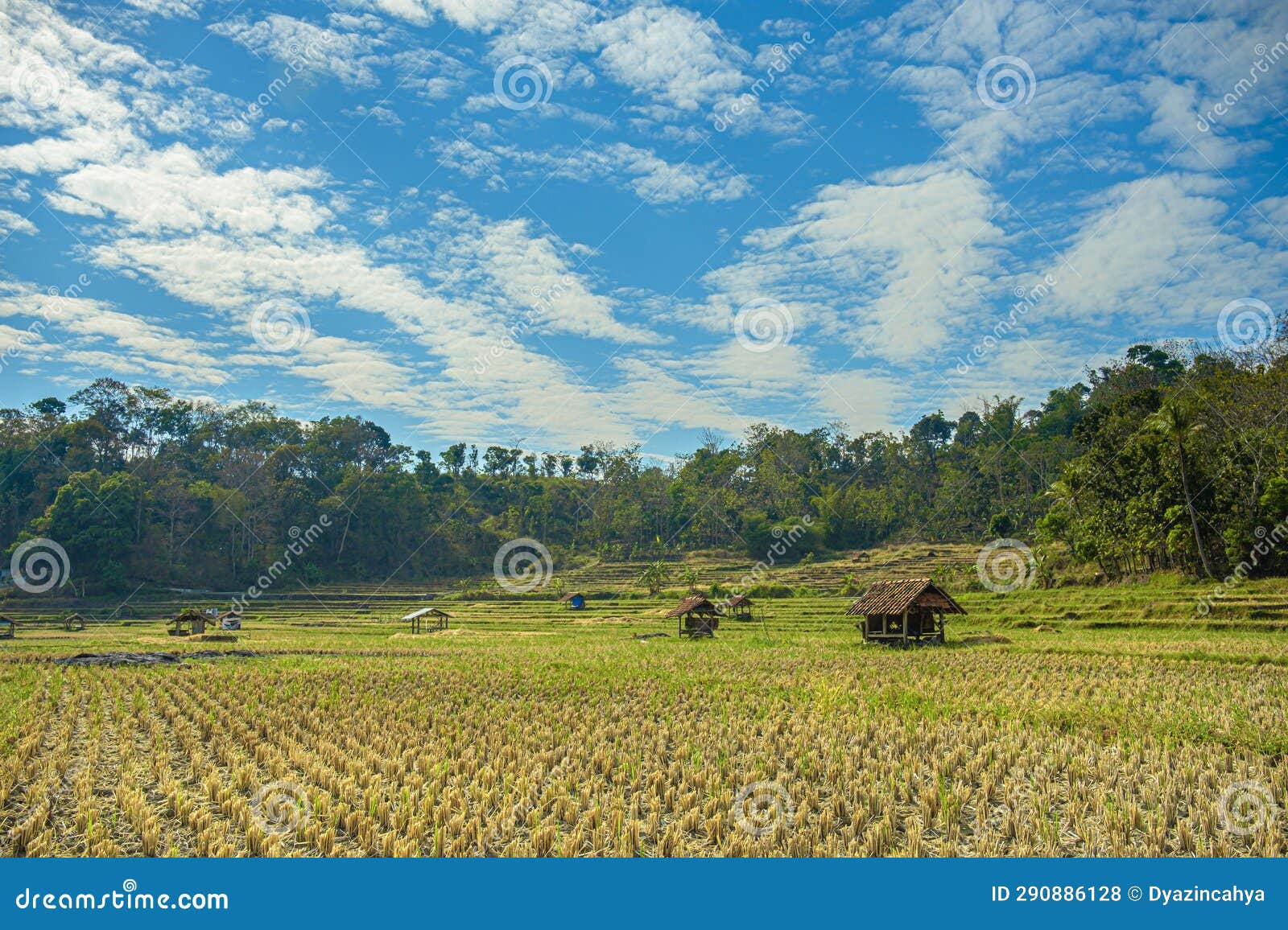 Kuningan west java stock photo. Image of nature, crops - 290886128