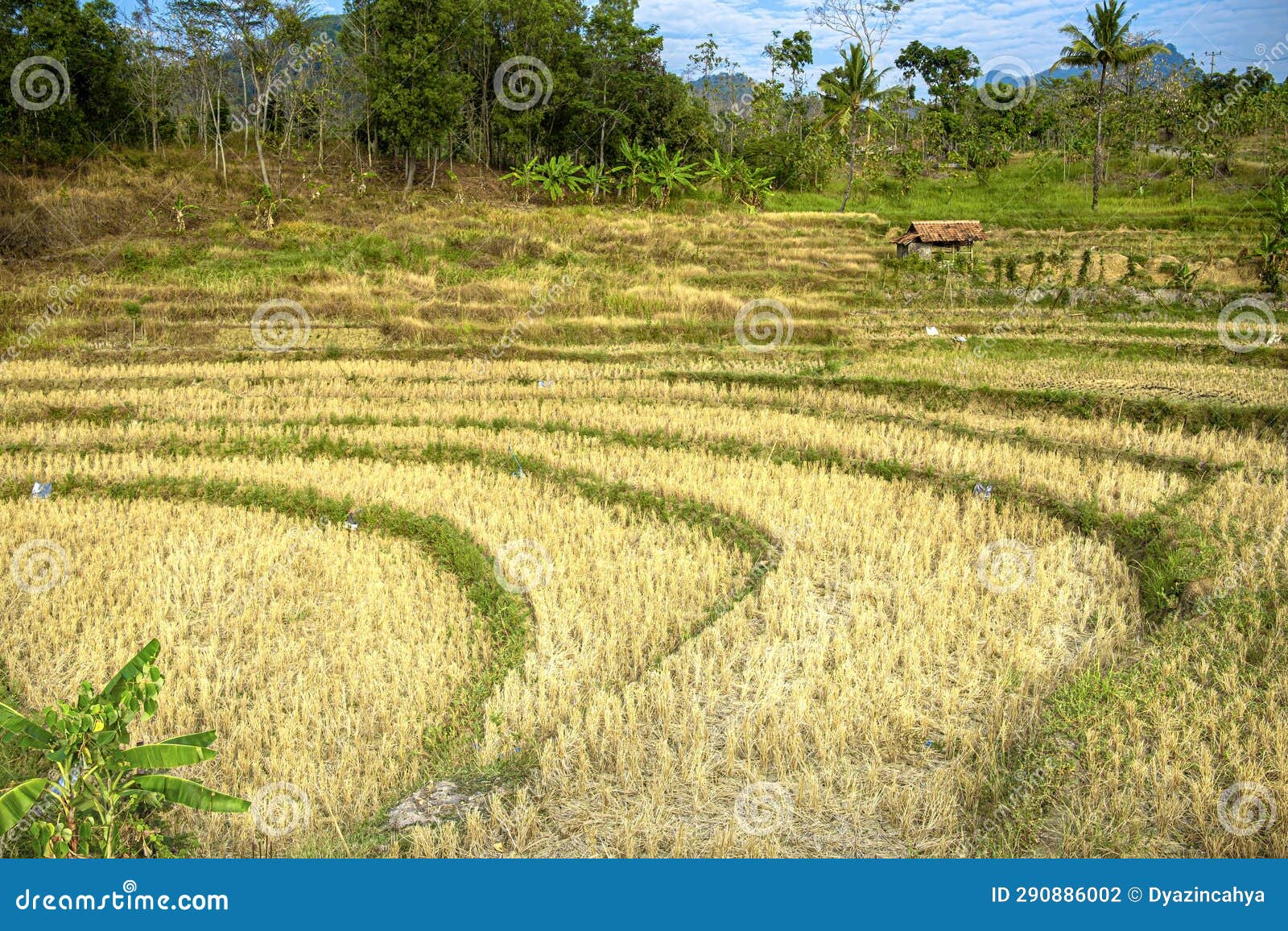 Kuningan west java stock photo. Image of fields, meadow - 290886002