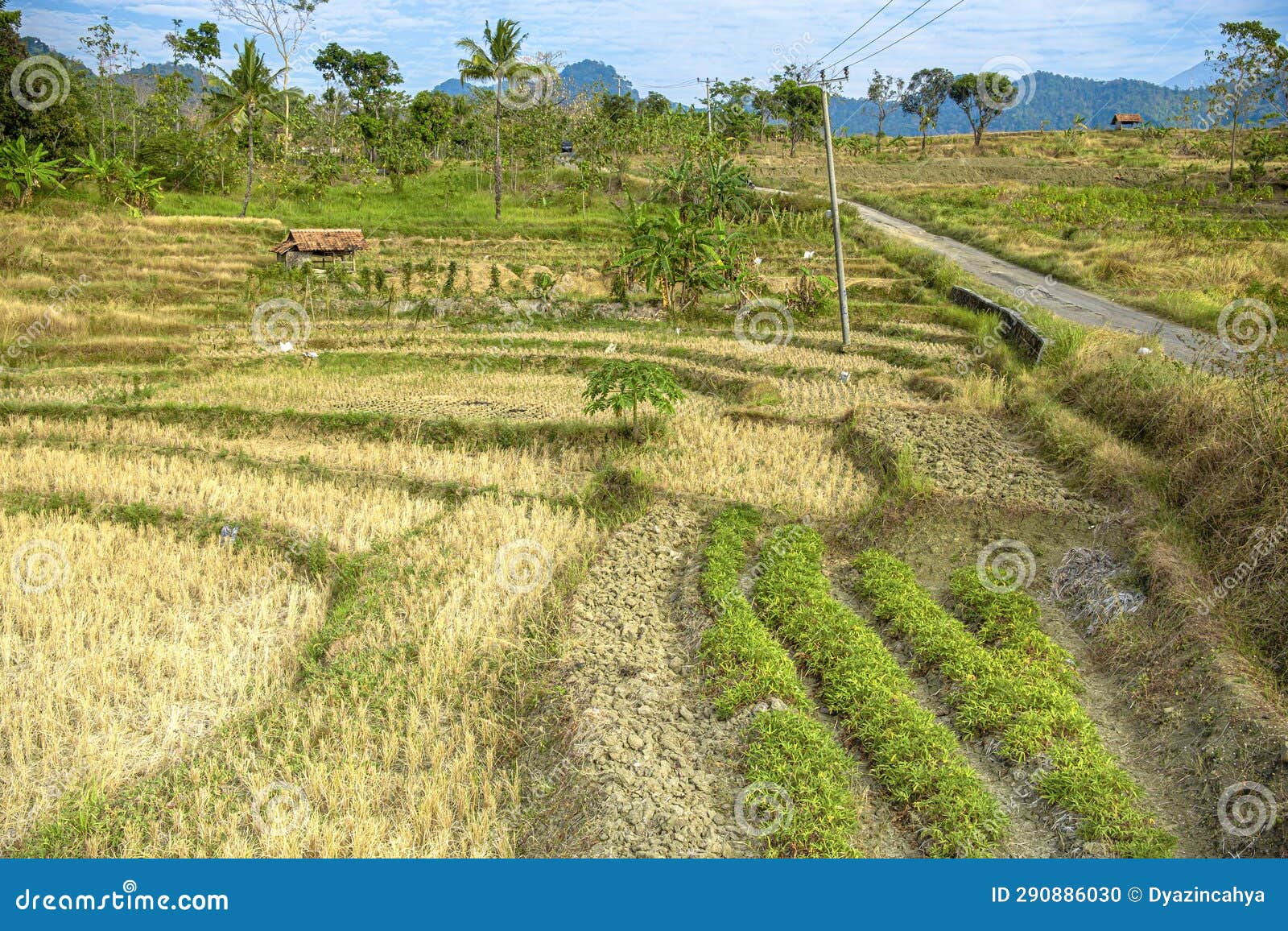 Kuningan west java stock photo. Image of agriculture - 290886030