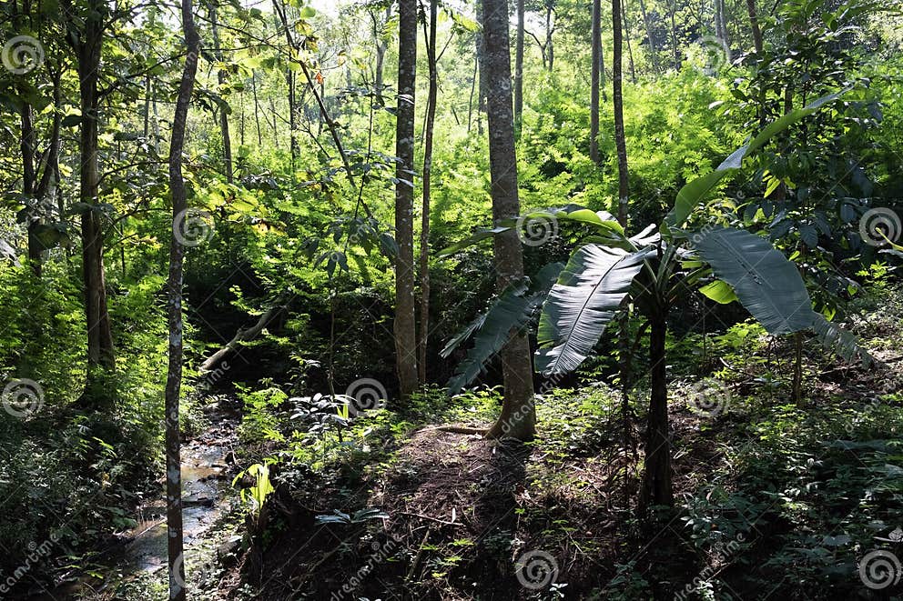 Kuningan west java stock image. Image of trees, lush - 290106253
