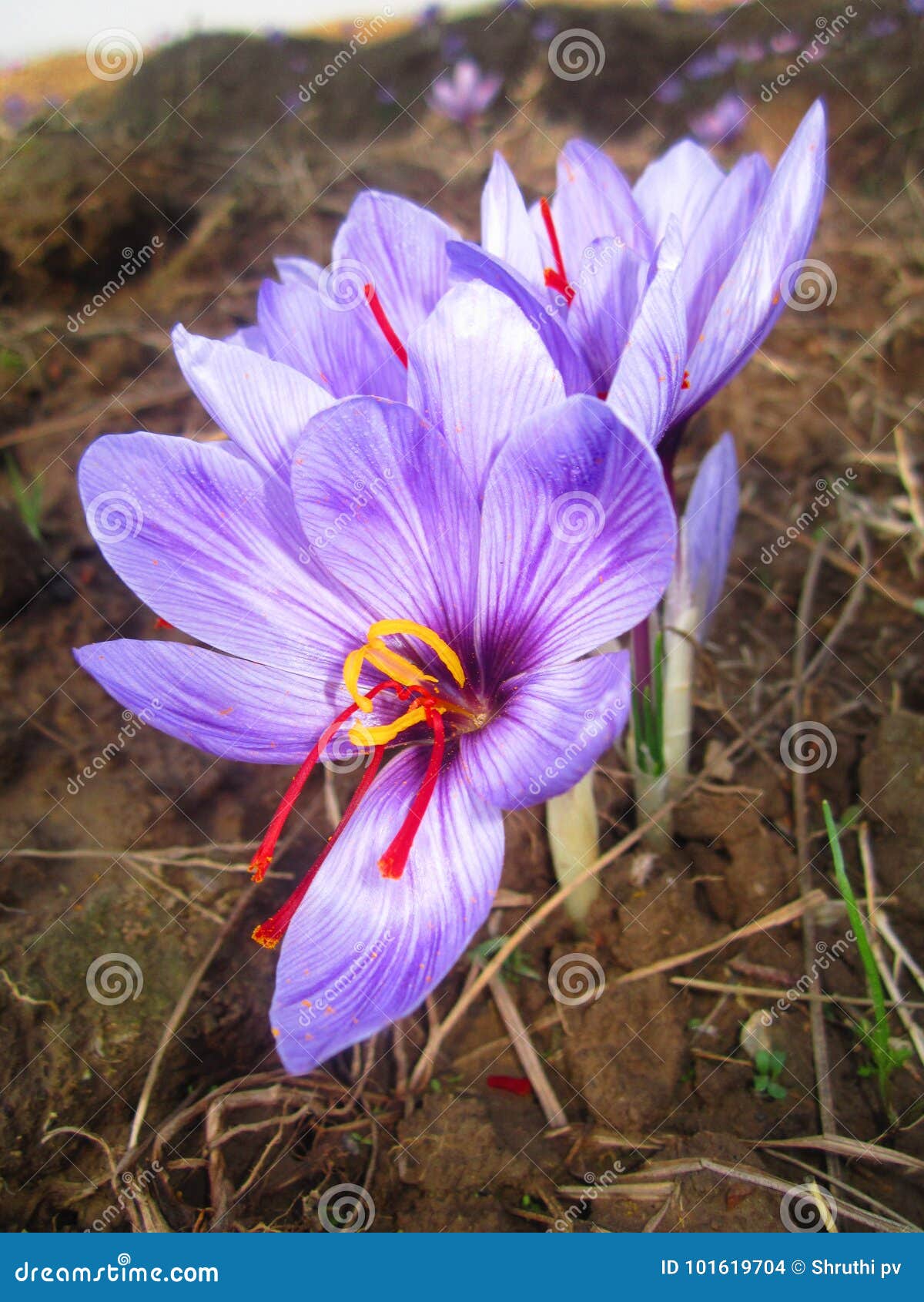 Perpel flower stock photo. Image of kunkuma, kesari - 101619704