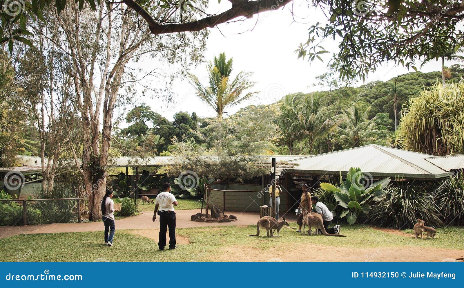 Kuranda Koala Gardens, Queensland, Australia Editorial Image - Image of ...