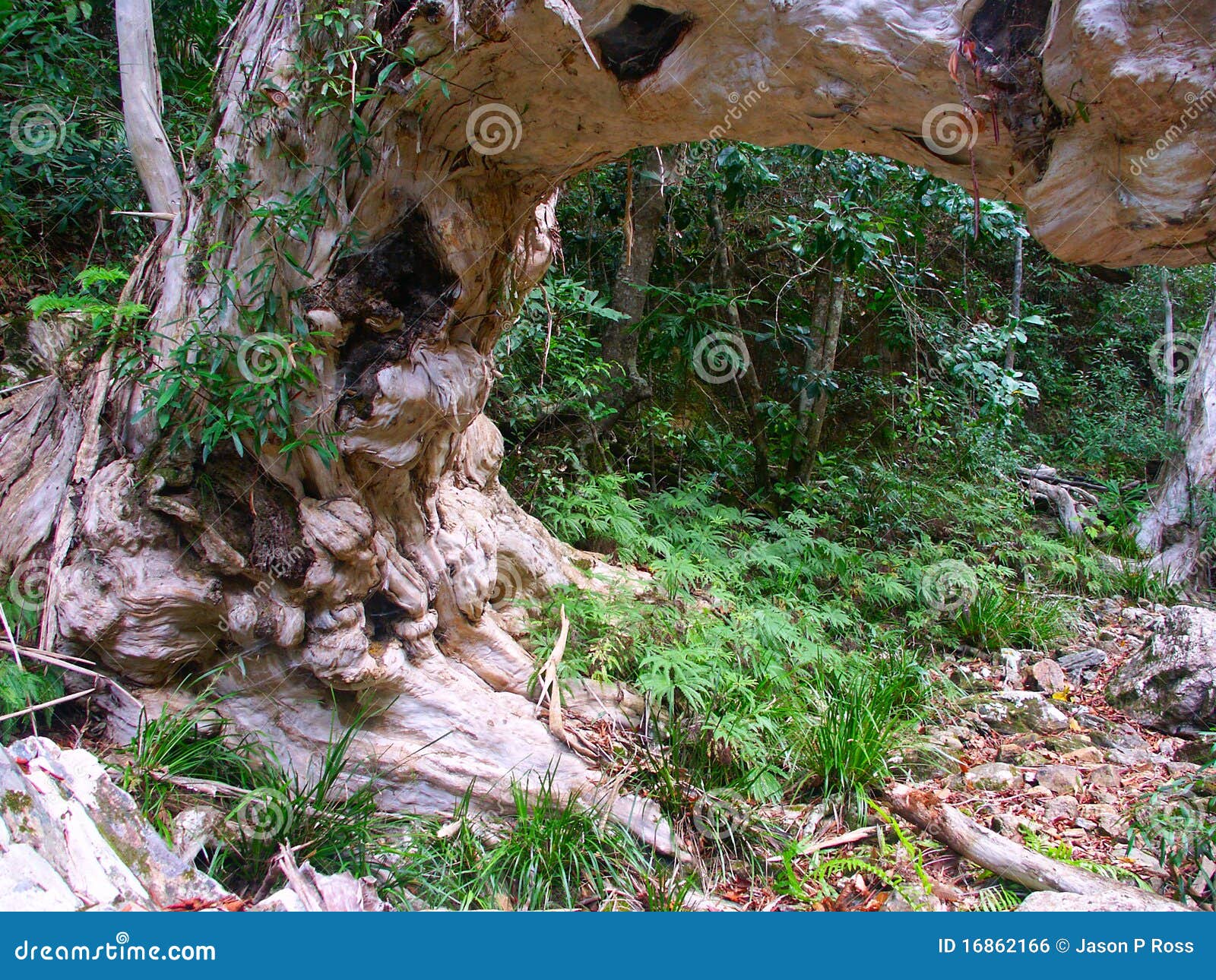 Kuranda Rainforest - Queensland, Australia Stock Photo - Image of calm ...