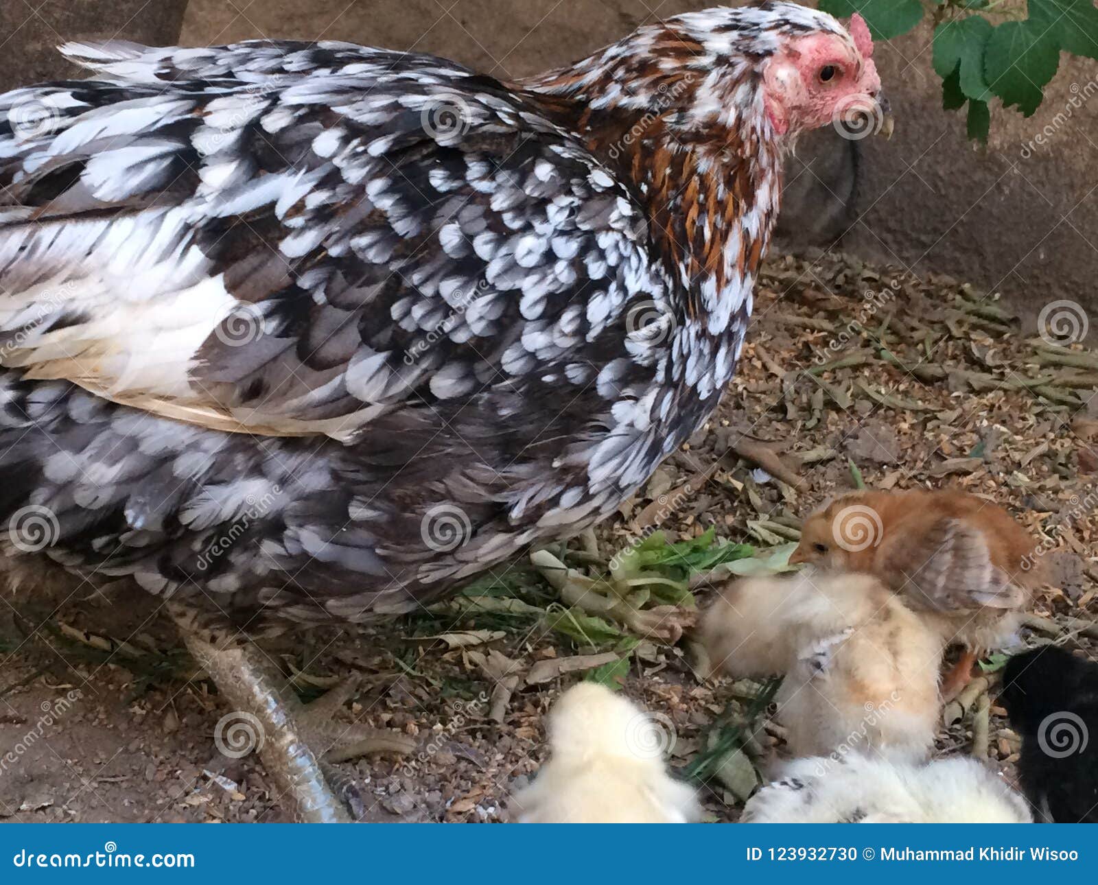 Kurdish Hen Stock Photos - Free & Royalty-Free Stock Photos from Dreamstime