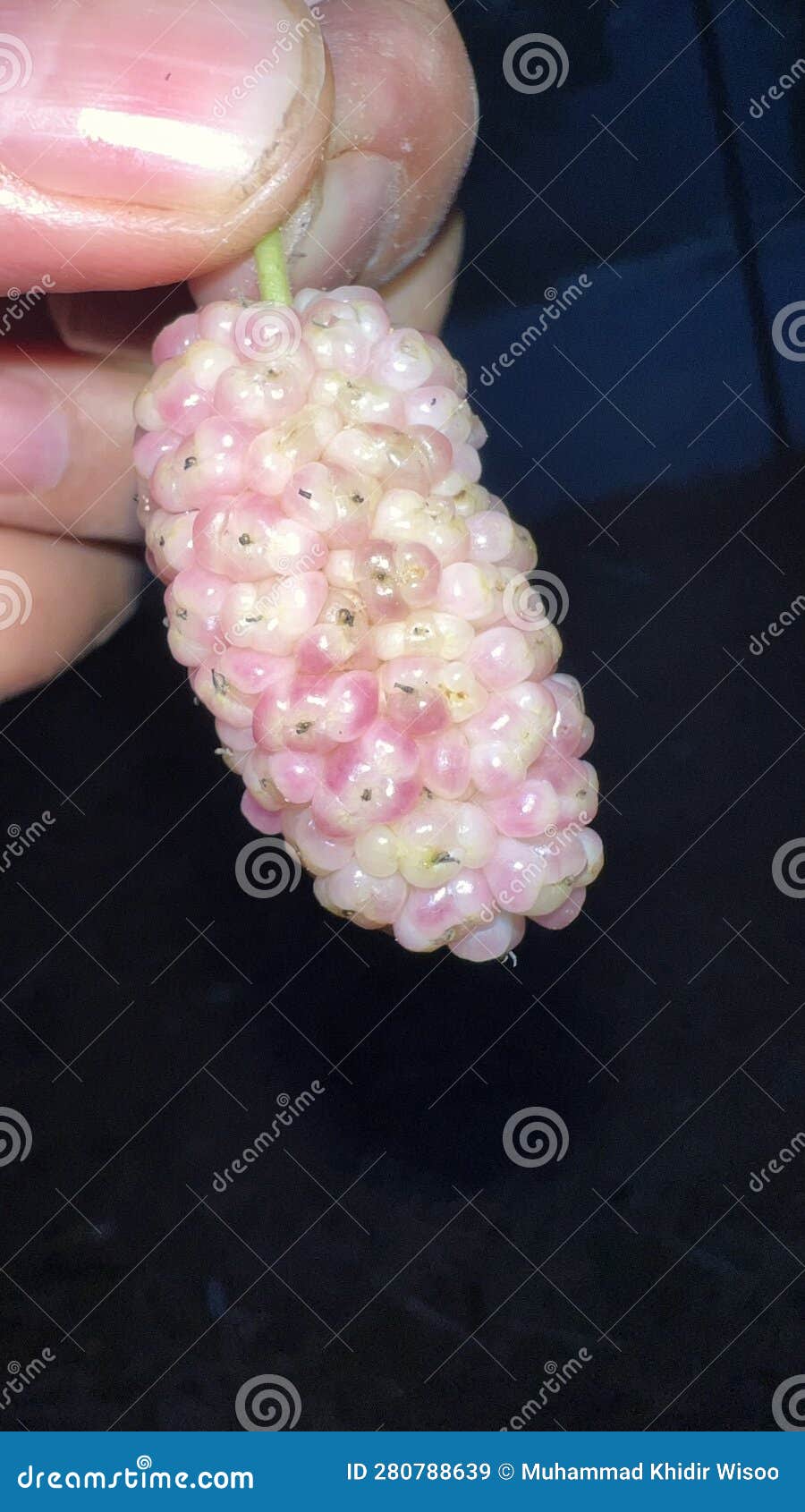 Kurdish white berries stock image. Image of immune, berries - 280788639