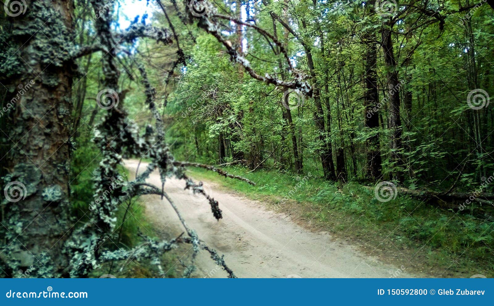 The Kurgalsky Nature Reserve, Russia Stock Photo - Image of forest ...