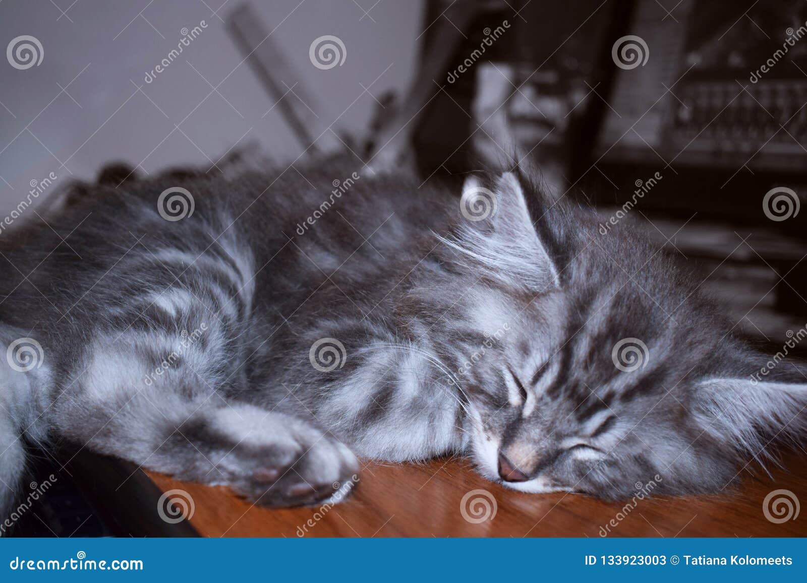 Kuril Bobtail Kitten Blue Silver Marble Tabby Stock Image - Image of ...