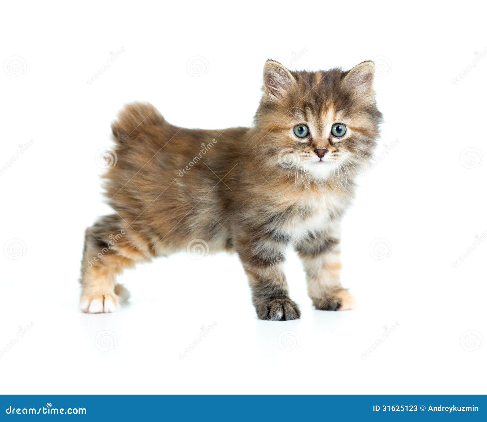 Kuril Bobtail Tortoiseshell Coat Coloring Kitten Stock Image - Image of ...
