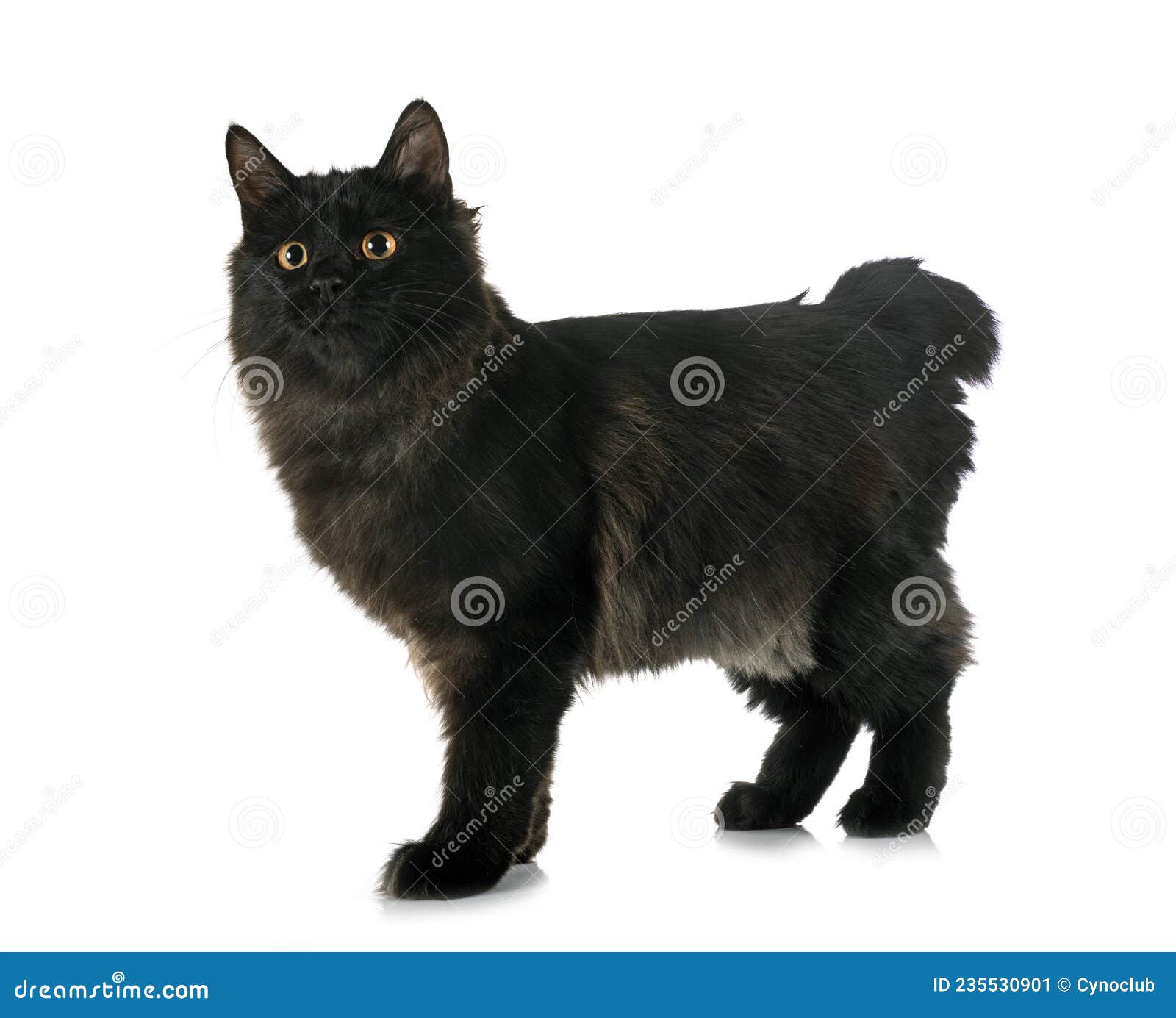 Kurilian Bobtail in studio stock image. Image of kitten - 235530901