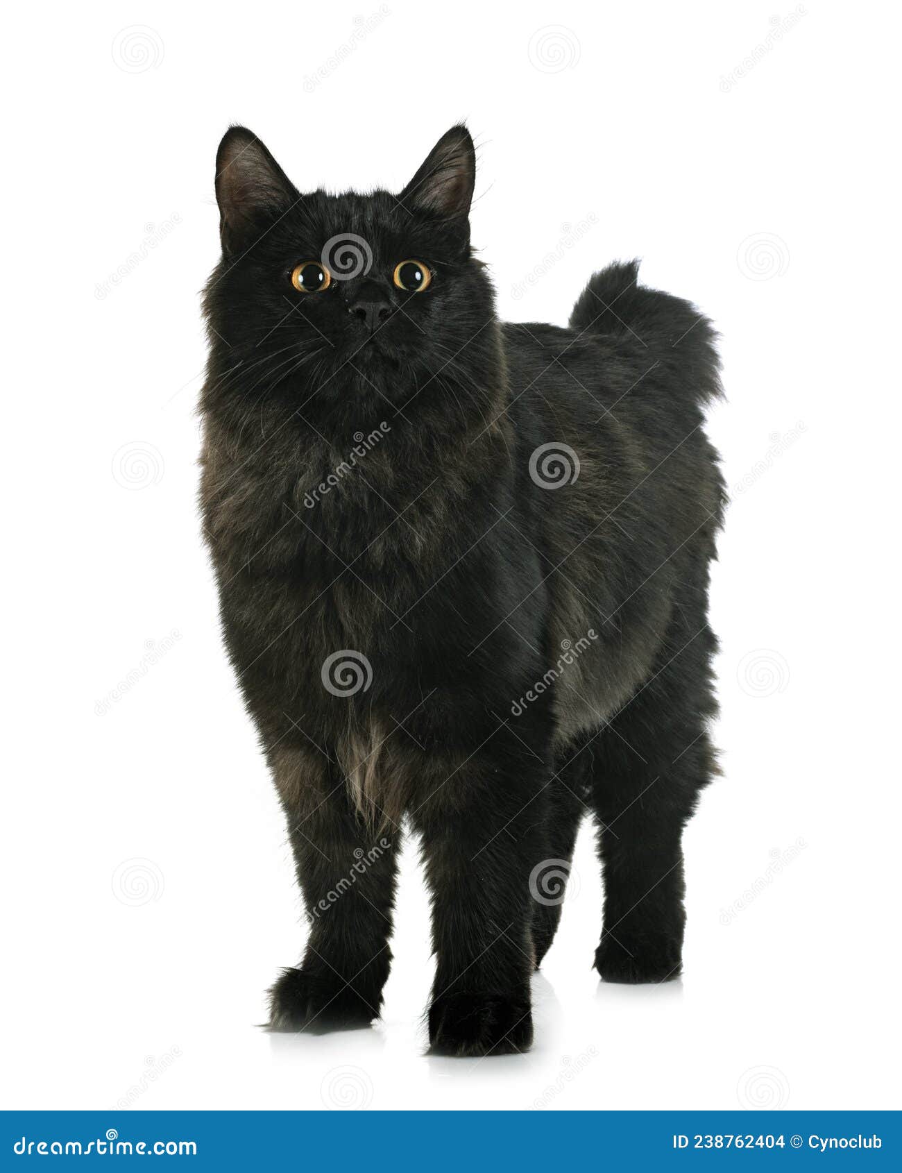 Kurilian Bobtail in studio stock photo. Image of studio - 238762404