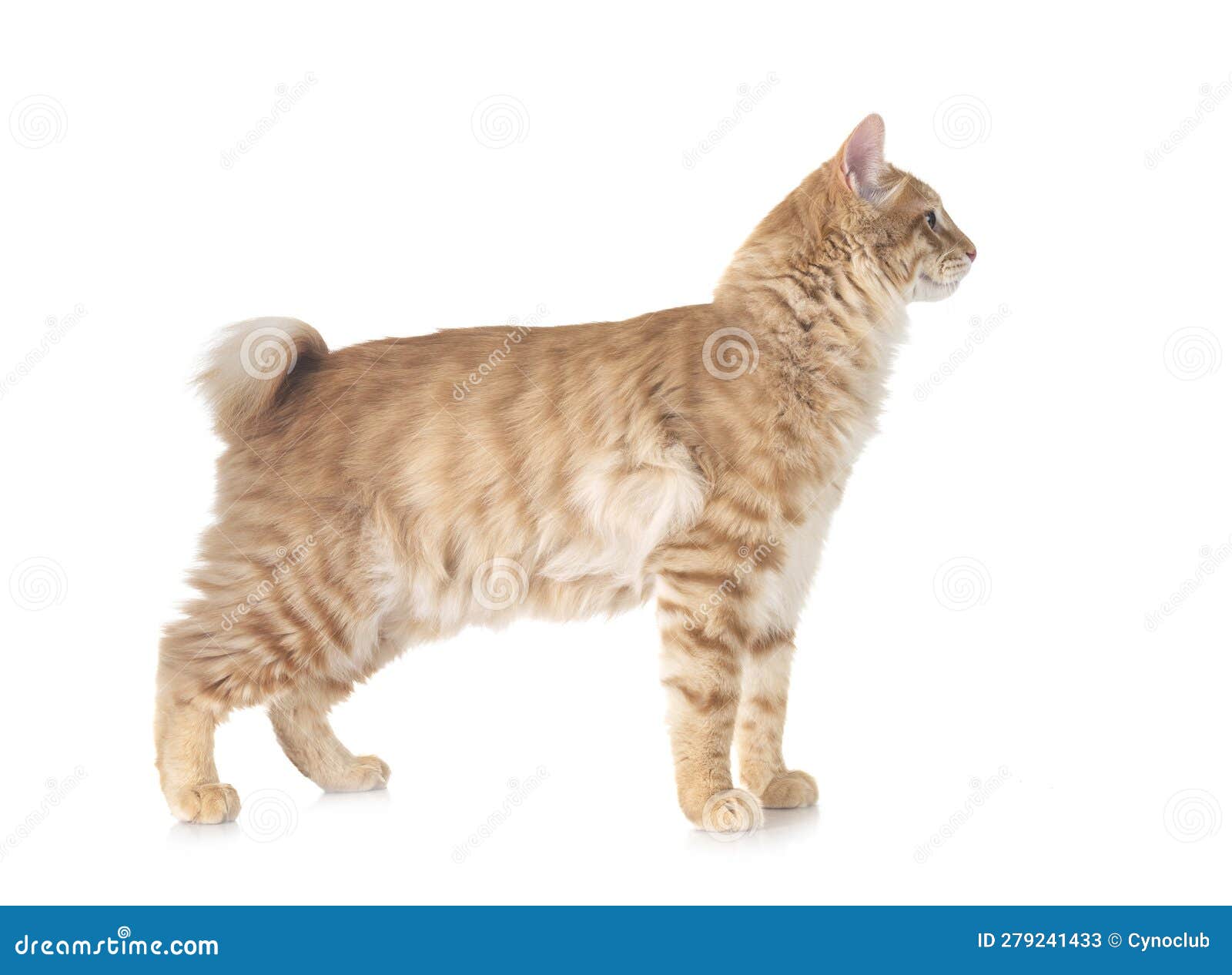 Kurilian Bobtail in studio stock image. Image of studio - 279241433