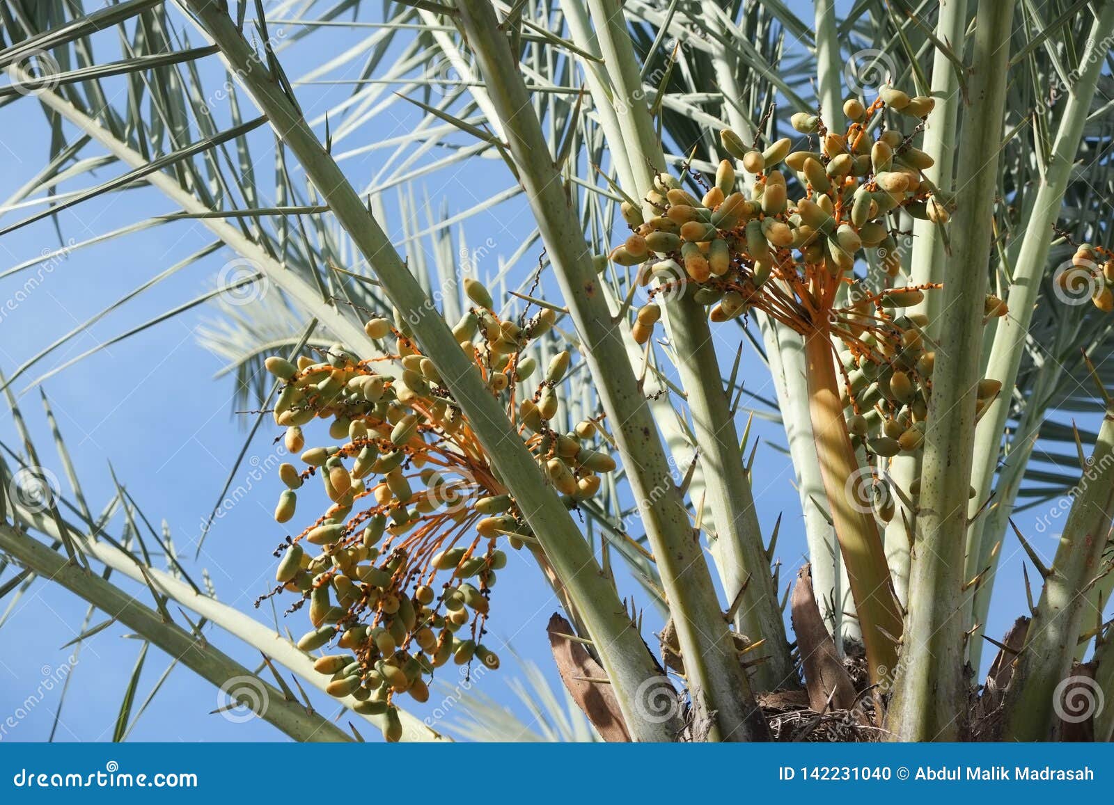 Kurma fresh on tree stock photo. Image of cone, industry - 142231040