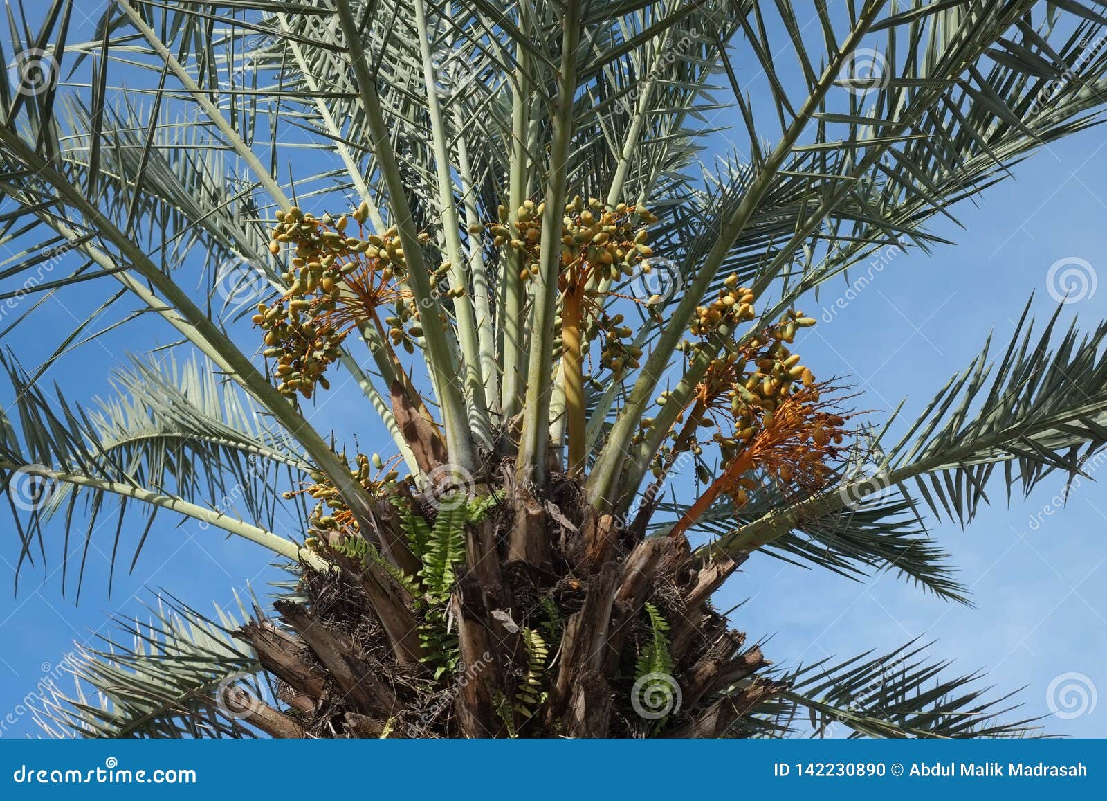 Kurma fresh on tree stock photo. Image of outdoor, botany - 142230890