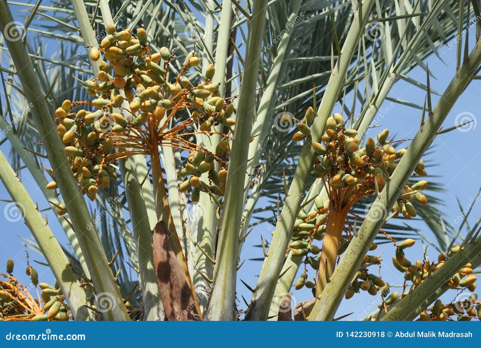 Kurma fresh on tree stock photo. Image of brown, beauty - 142230918