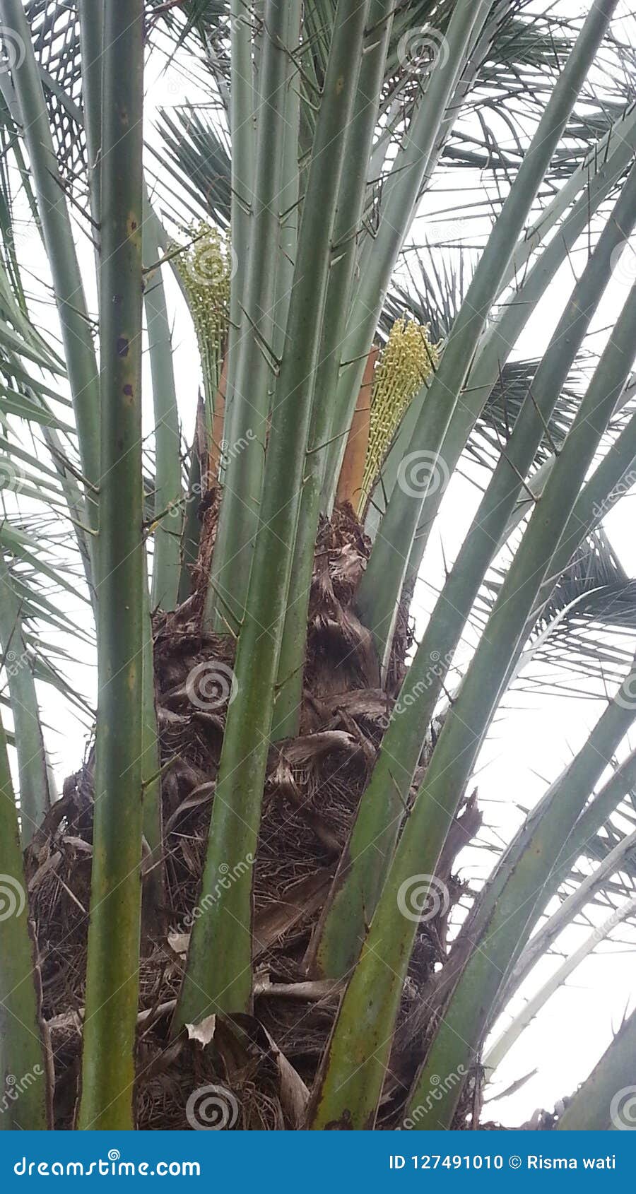Kurma tree stock photo. Image of outdoor, tree, kurma - 127491010