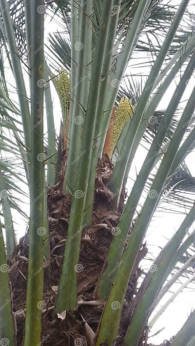 Kurma tree stock photo. Image of outdoor, tree, kurma - 127491010