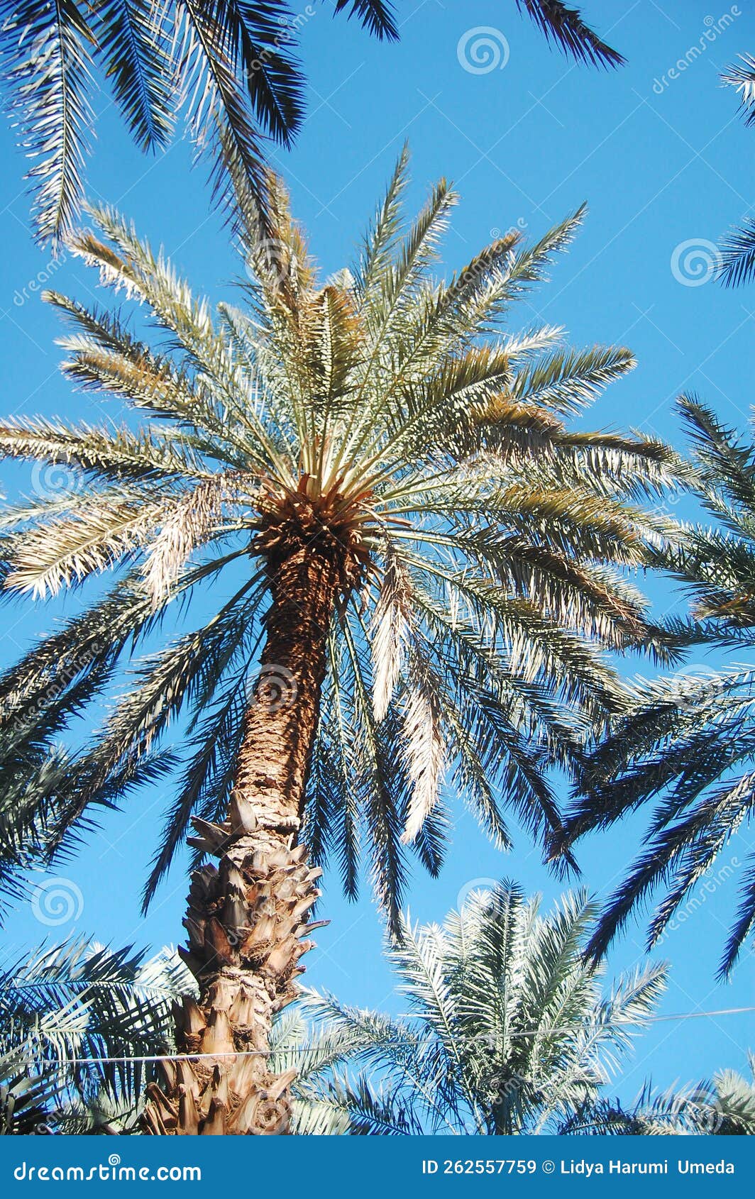 Kurma tree stock image. Image of tree, plant, produce - 262557759