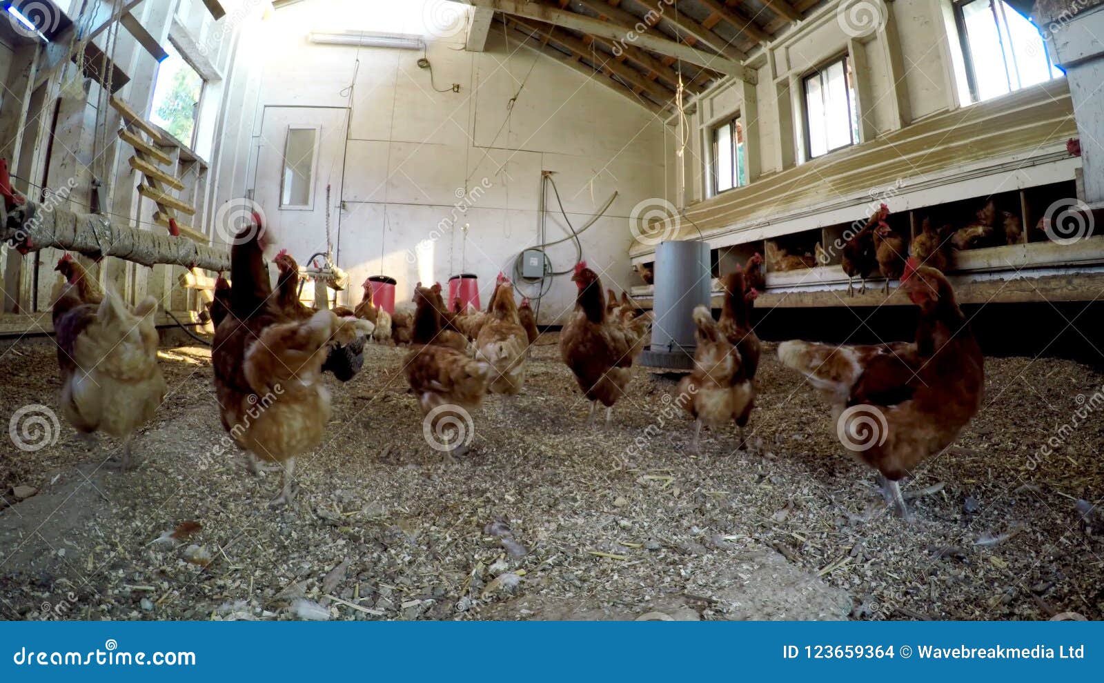 Kurny Pasanie W Kurczak Klatce 4k Zbiory - Video złożonej z ...