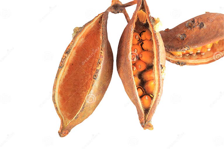 Kurrajong Tree Seed Pods Isolated Stock Photo - Image of seed, nature ...