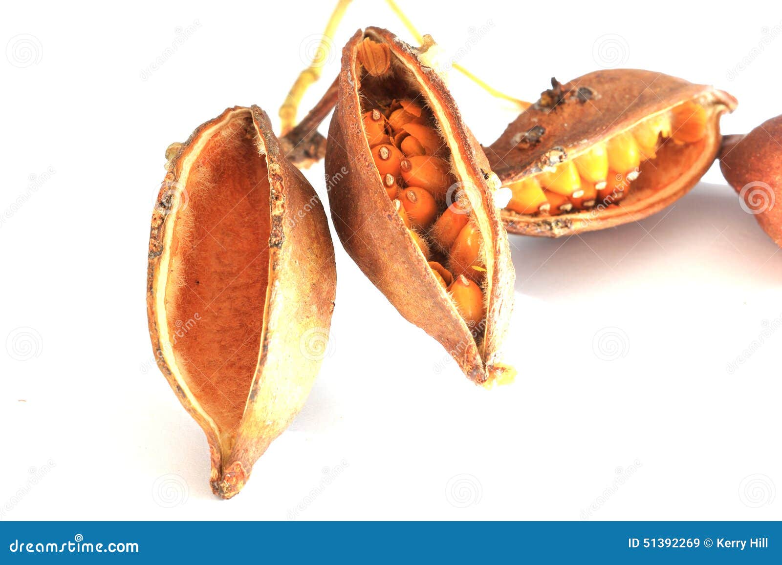 Kurrajong tree seed pods stock image. Image of close - 51392269