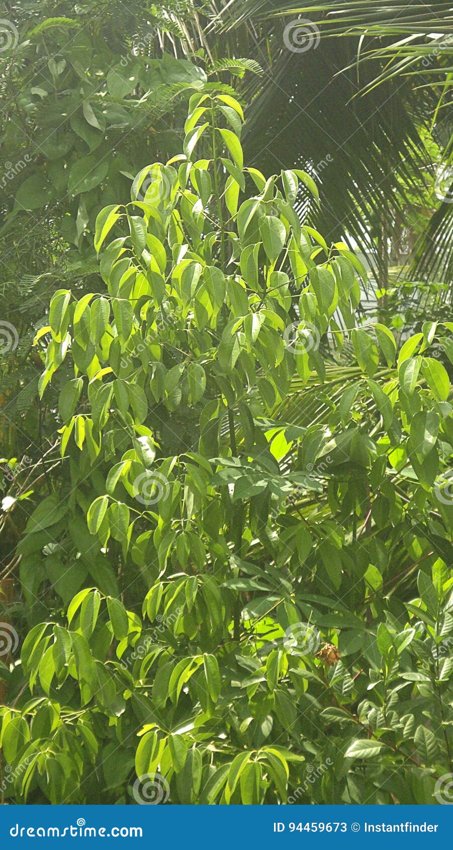 Kurudu Plantation Stock Photos - Free & Royalty-Free Stock Photos from ...