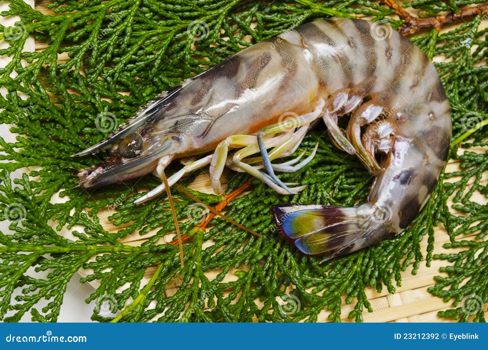 Kuruma prawn stock photo. Image of invertebrate, fresh - 23212392