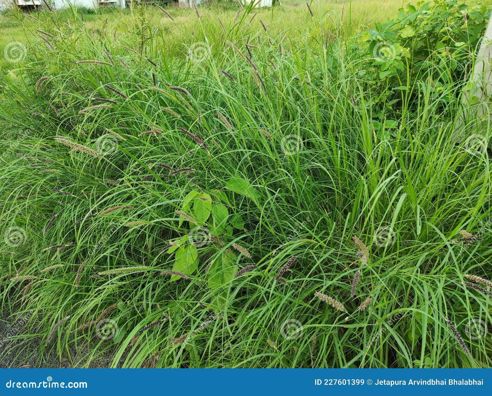 Kush Plant Considered Sacred in India Stock Image - Image of ...