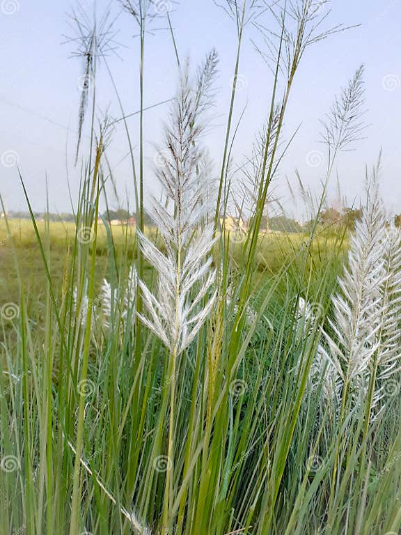Kusha grass in fields stock image. Image of fields, grass - 158405883