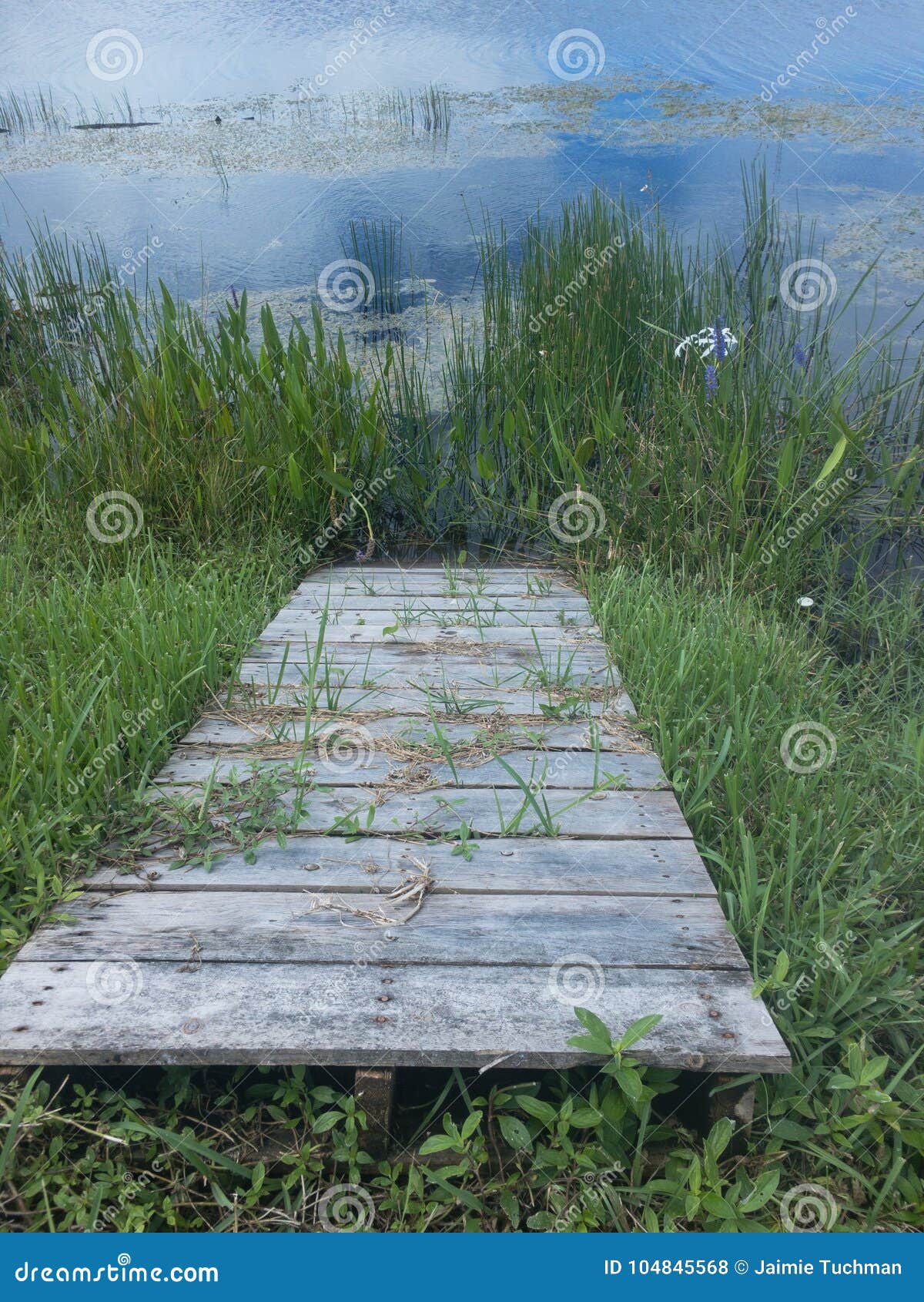 Kust Van De Moerassen En De Rivieren Van Het Moeras Stock Foto - Image ...