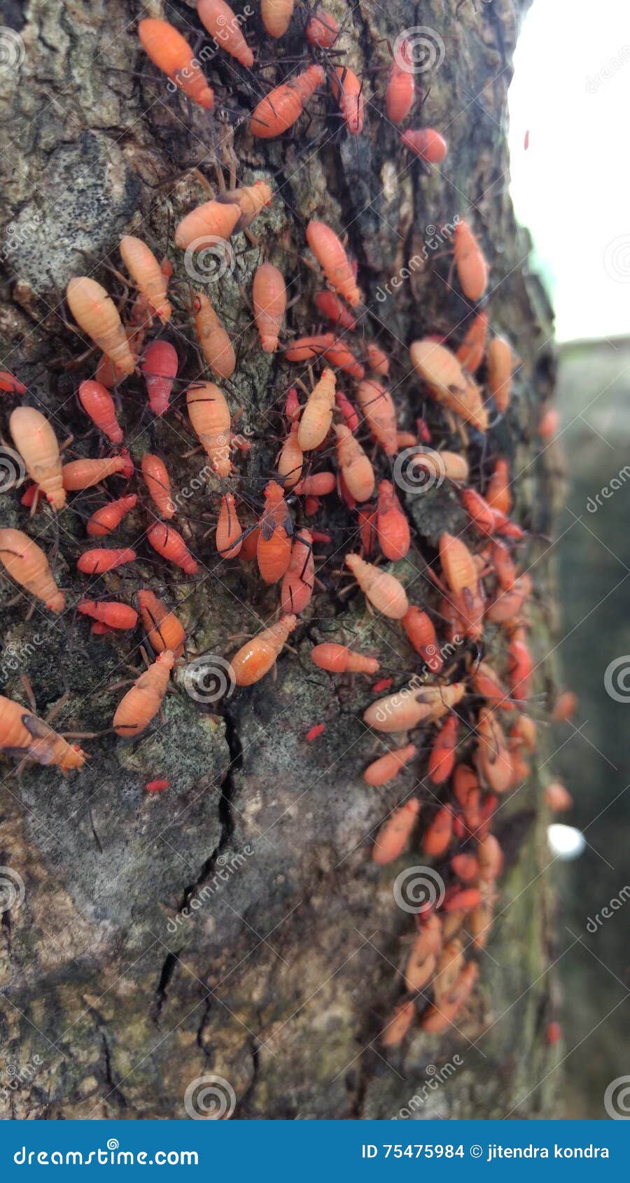 Kusum keeda stock photo. Image of keeda, tree, mating - 75475984