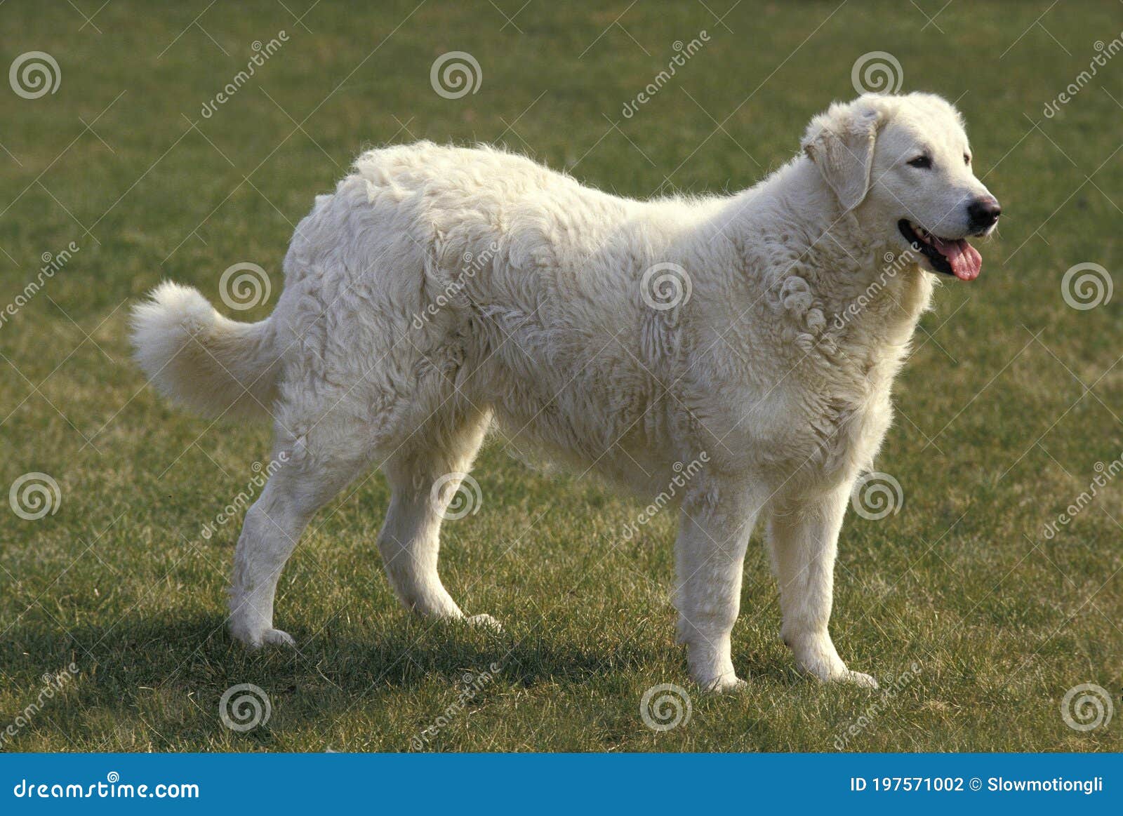 Kuvasz Dog Adult stock photo. Image of adult, outdoors - 197571002