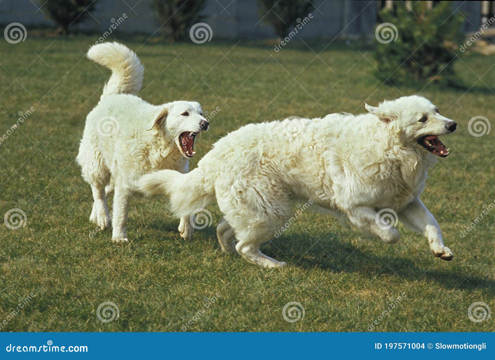 Kuvasz Dog, Adults playing stock photo. Image of domestic - 197571004