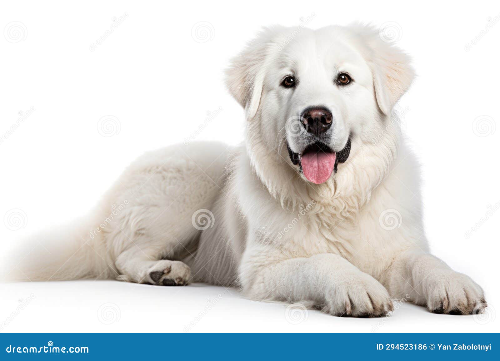 Kuvasz Dog Sitting on a White Background Stock Illustration ...