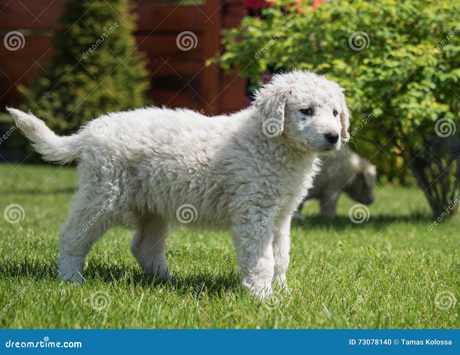 Kuvasz puppy stock photo. Image of kuvasz, newborn, field - 73078140