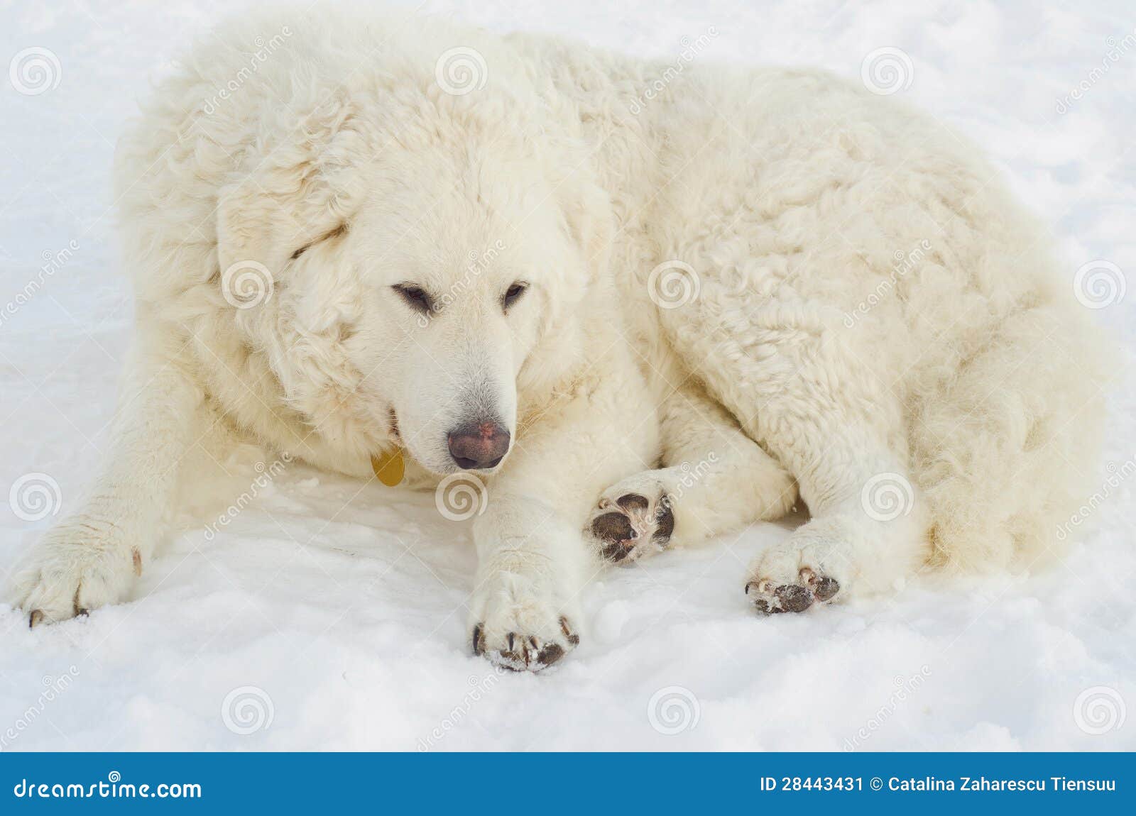 Hungarian Shepherd Dog Kuvasz Stock Photos - Free & Royalty-Free Stock ...