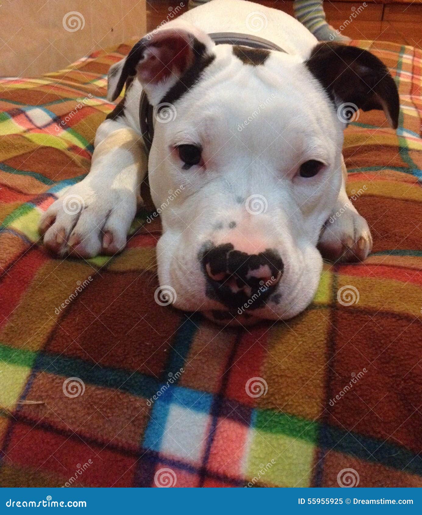 Kuzuri stock image. Image of precious, sleeping, kuzuri - 55955925