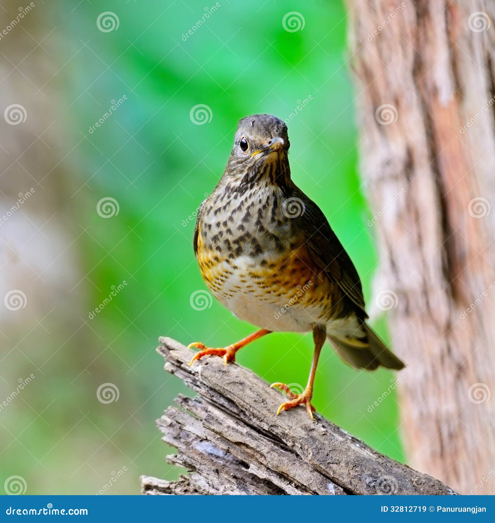 Kvinnlig japansk trast fotografering för bildbyråer. Bild av skogar ...