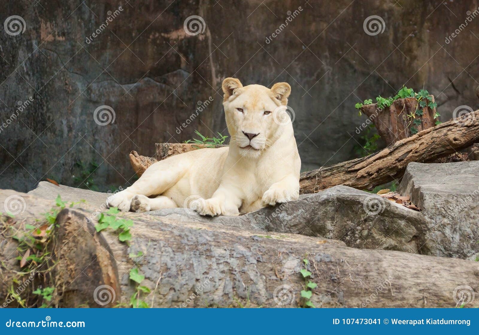 Kvinnligt vitt lejon fotografering för bildbyråer. Bild av leoness ...