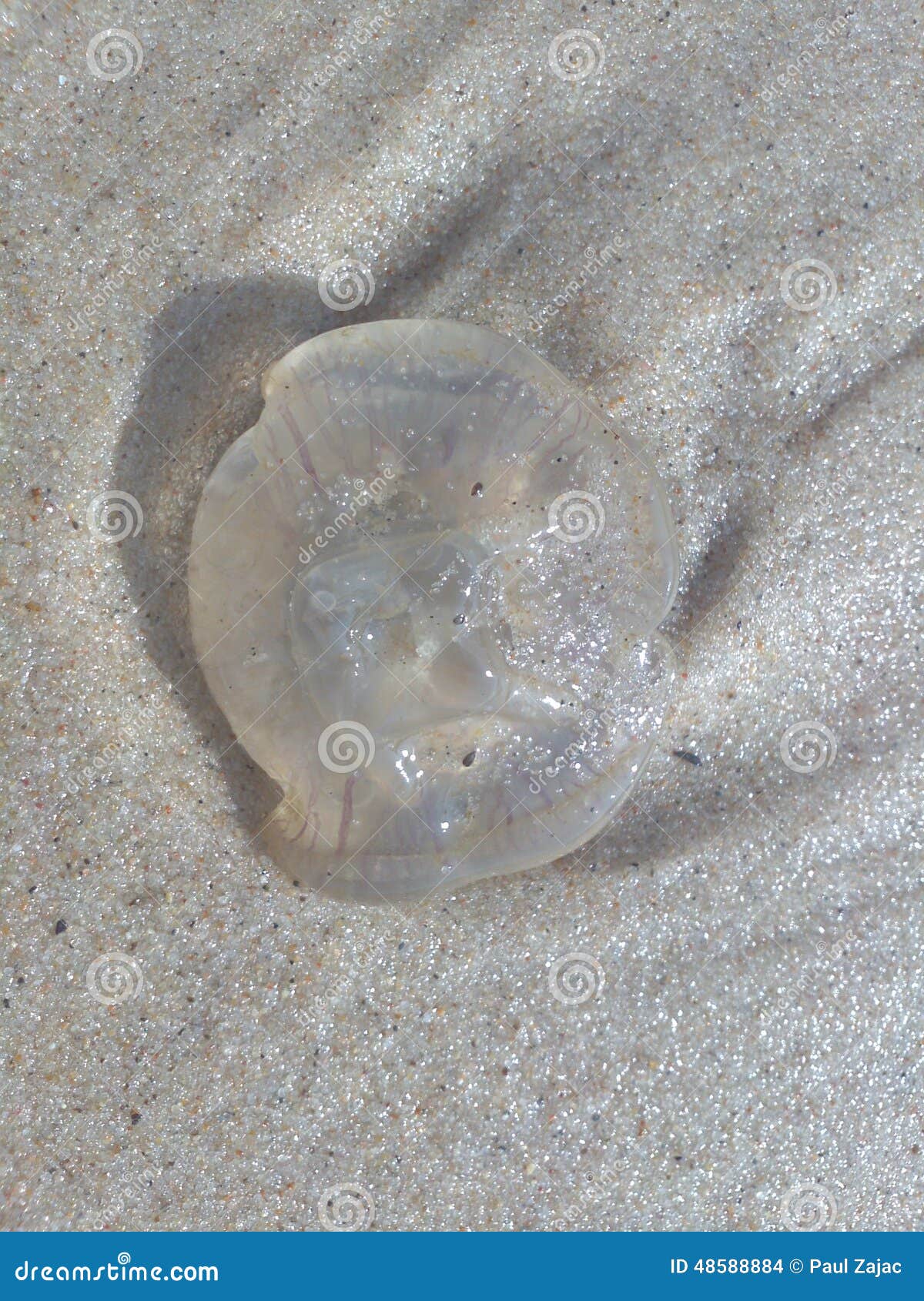 Kwal stock foto. Image of dood, mooi, kwal, klein, ligt - 48588884