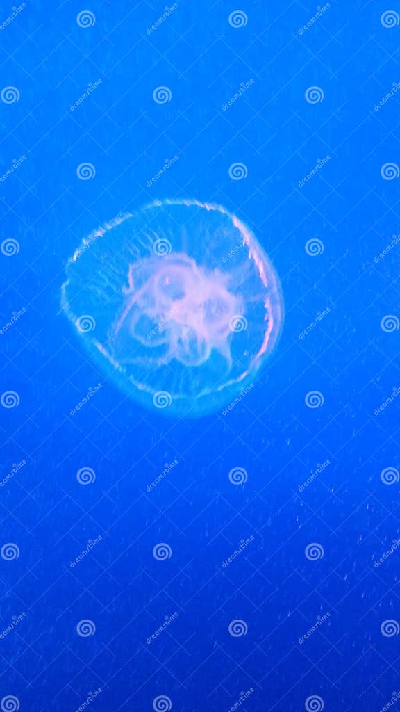 Kwal stock afbeelding. Image of mooi, water, oceaan, kwal - 70897889