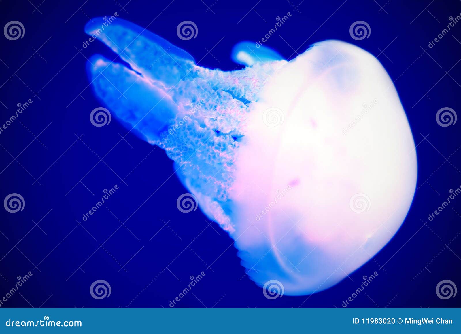 Kwallen 01 stock foto. Image of zoutwater, tropisch, aquarium - 11983020