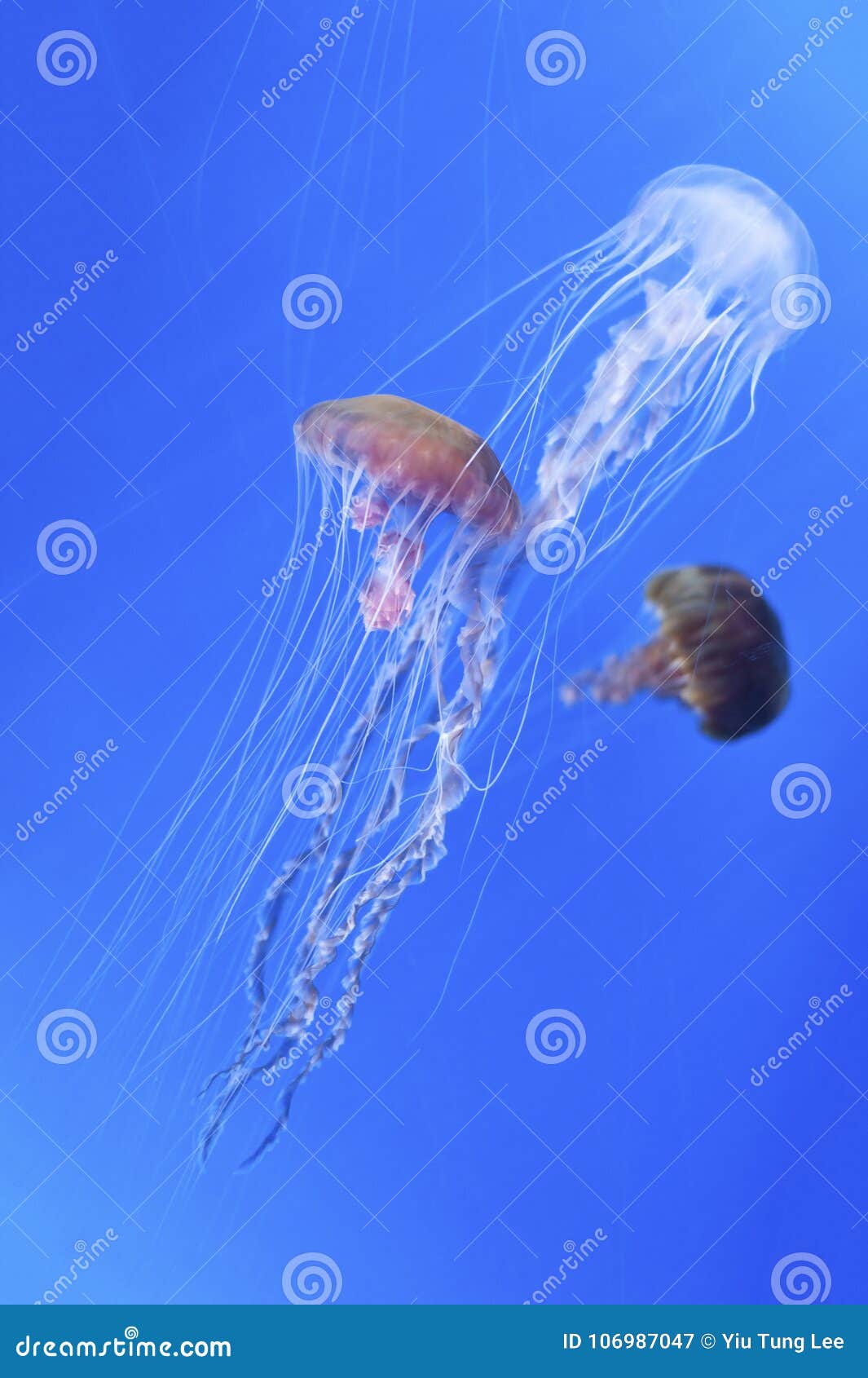 Kwallen stock afbeelding. Image of ontruim, oceaan, canada - 106987047